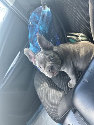 THE EXOTIC FRENCHIE LAB - Updated July 2024 - Miami, Florida - Pet ...