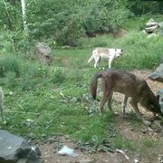INTERNATIONAL WOLF CENTER - 56 Photos & 22 Reviews - Museums - 1396 Hwy ...