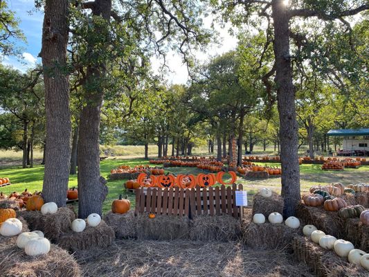 BULVERDE PUMPKIN PATCH - TEMP. CLOSED - Updated September 2024 - 30 ...