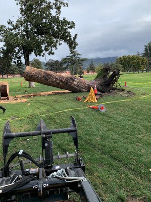RANCHO TREE CARE - Updated December 2025 - 183 Photos & 264 Reviews ...