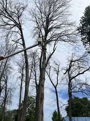 MURPHYS TREE - Updated September 2025 - 70 Photos - Burt, New York ...