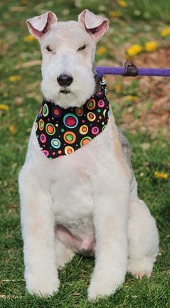 PAWS HERE PET RESORT - Updated December 2025 - 836 N 2401st Rd, Oglesby ...