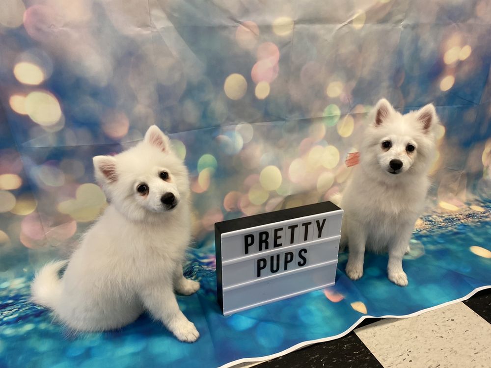 PRETTY PUPS GROOMING - Updated September 2025 - 14 Reviews - 4611 S ...