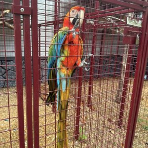 XTREME EXOTICS WILDLIFE FOUNDATION - 31 Photos - St. Augustine, Florida ...