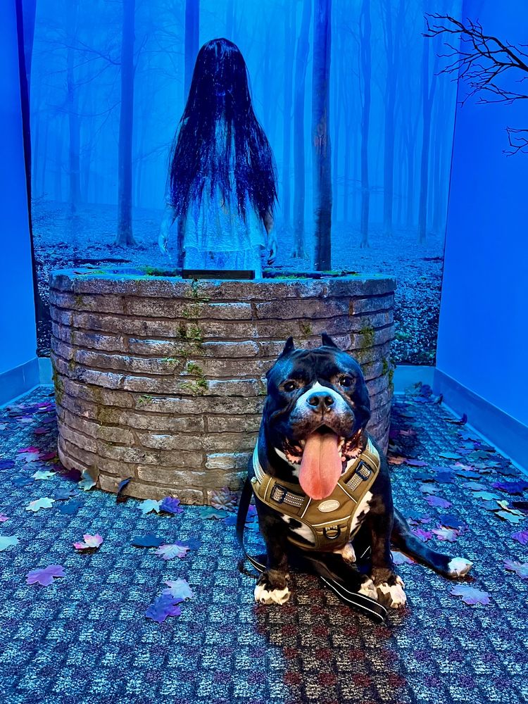 TERROR TRADER - 106 Photos & 23 Reviews - 941 W Elliot Rd, Chandler, AZ - Yelp