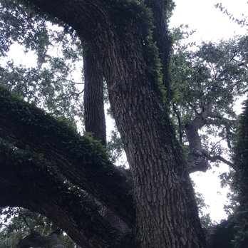 COUNCIL OAK TREE - Updated December 2025 - 10 Photos - Stirling Rd ...