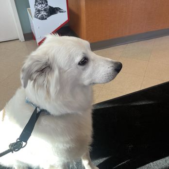 CLOCKTOWER ANIMAL HOSPITAL - Updated October 2025 - 48 Photos & 238 ...