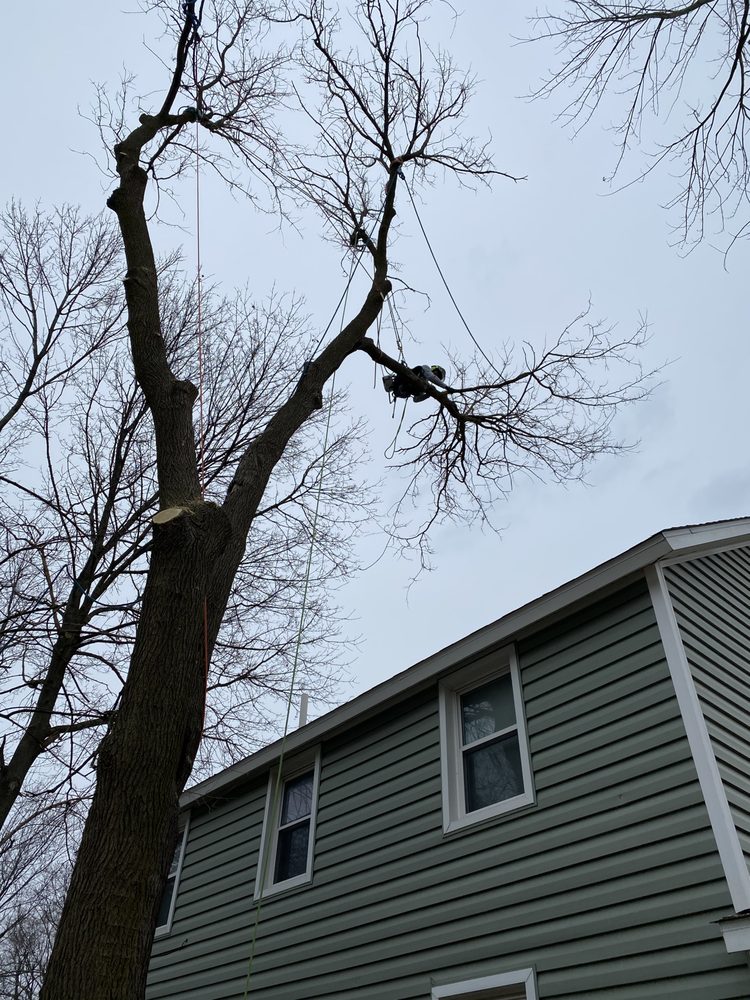 LEGEND TREE SERVICE - Updated January 2026 - 12 Photos - 1214 S Lapeer ...