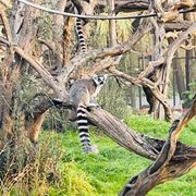 SAFARI WEST - 2765 Photos & 907 Reviews - Zoos - 3115 Porter Creek Rd ...