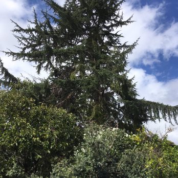 NEW LIFE TREE SERVICE - Updated October 2025 - 18 Reviews - 1720 Jones ...