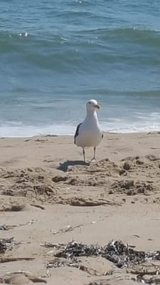 KATAMA BEACH - Updated October 2025 - 555 Katama Rd, Edgartown ...