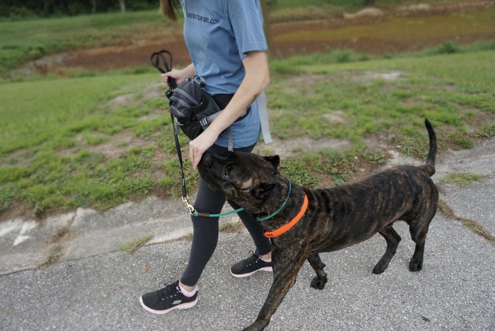 K9 ADVENTURES FLORIDA - Brandon, FL - Yelp