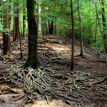 CHESTNUT RIDGE PARK - Updated May 2025 - 157 Photos & 60 Reviews - 6121 ...