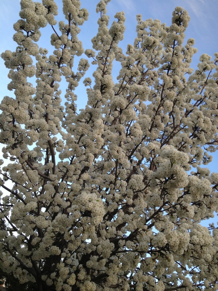 MENDENHALL WILLIAM MIDDLE SCHOOL - Updated July 2025 - 1701 El Padro Dr ...