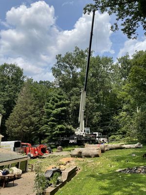TREE GUYS TREE SERVICE - Updated July 2025 - 49 Photos & 12 Reviews ...