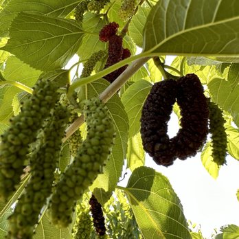 VERY MULBERRY - Updated May 2025 - 233 Photos & 49 Reviews - 501 ...