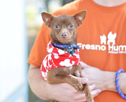 FRESNO HUMANE ANIMAL SERVICE - Updated January 2026 - 17 Photos & 25 ...