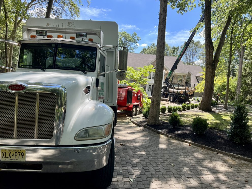 A&M AFFORDABLE TREE SERVICE - Updated August 2025 - 24 Photos ...