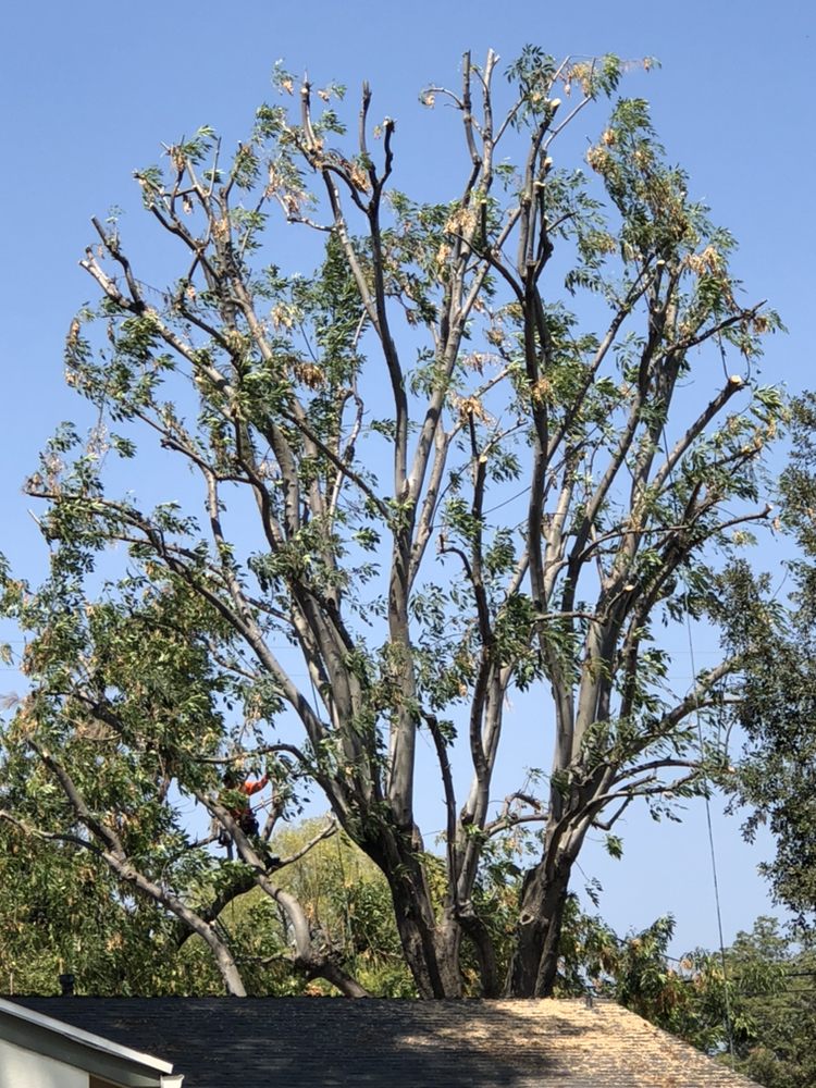 R & J TREE SERVICE - Updated October 2025 - 25 Photos - Pomona ...