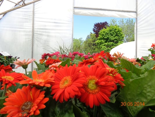 BLOOMIN’ CRAZY GARDEN CENTRE - Updated October 2025 - 230 Highway 20 E ...