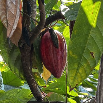 THE ORIGINAL HAWAIIAN CHOCOLATE FACTORY - Updated May 2024 - 220 Photos ...