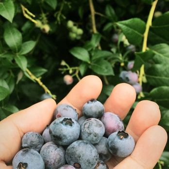 BYBEE FARMS - Updated October 2025 - 55 Photos & 28 Reviews - 42930 SE ...