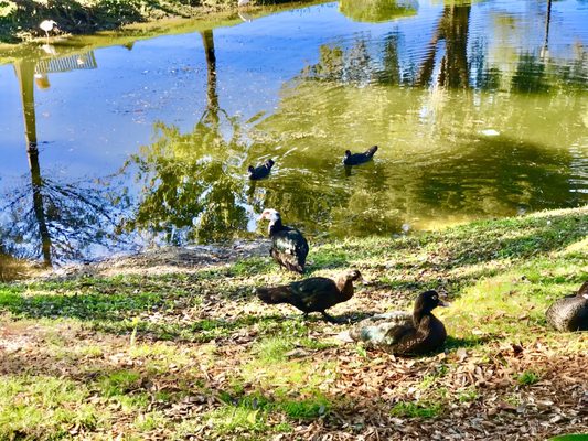 SIMS PARK - Updated December 2025 - 81 Photos & 52 Reviews - Bank St ...