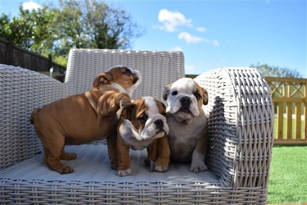 NAGI DOGS - New York, New York - Pet Adoption - Phone Number - Yelp