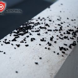 RODENT CONTROL - 70 Photos & 223 Reviews - 5455 Wilshire Blvd, Los ...