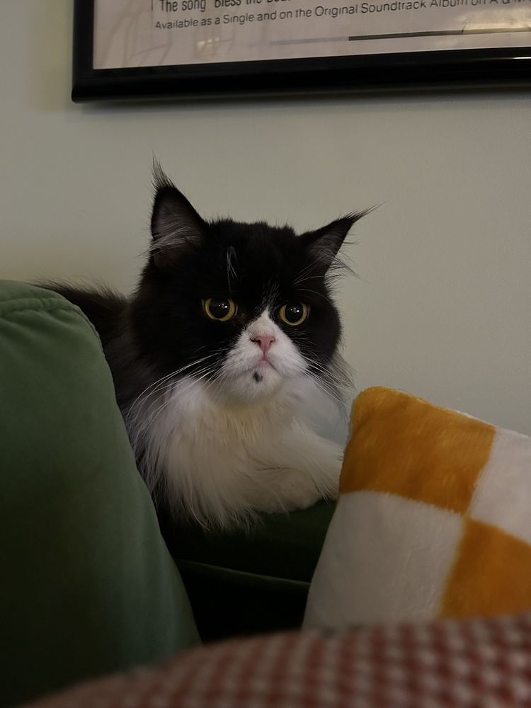 PAWS FOR LOVE INTERNATIONAL - Manchester, New Hampshire - Pet Adoption ...