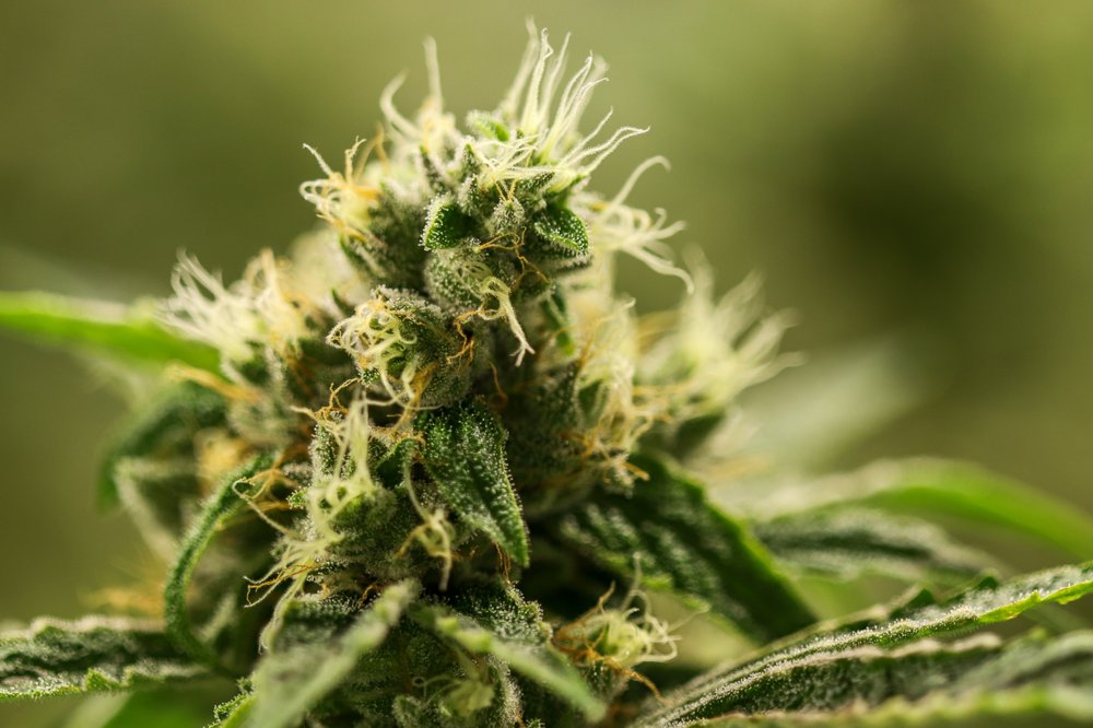 CALIVA DELIVERY - Open for Business - 13 Photos & 15 Reviews - Los ...