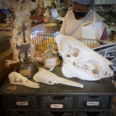 DOLLY PYTHON - Updated October 2025 - 177 Photos & 203 Reviews - 1916 N Haskell Ave, Dallas ...