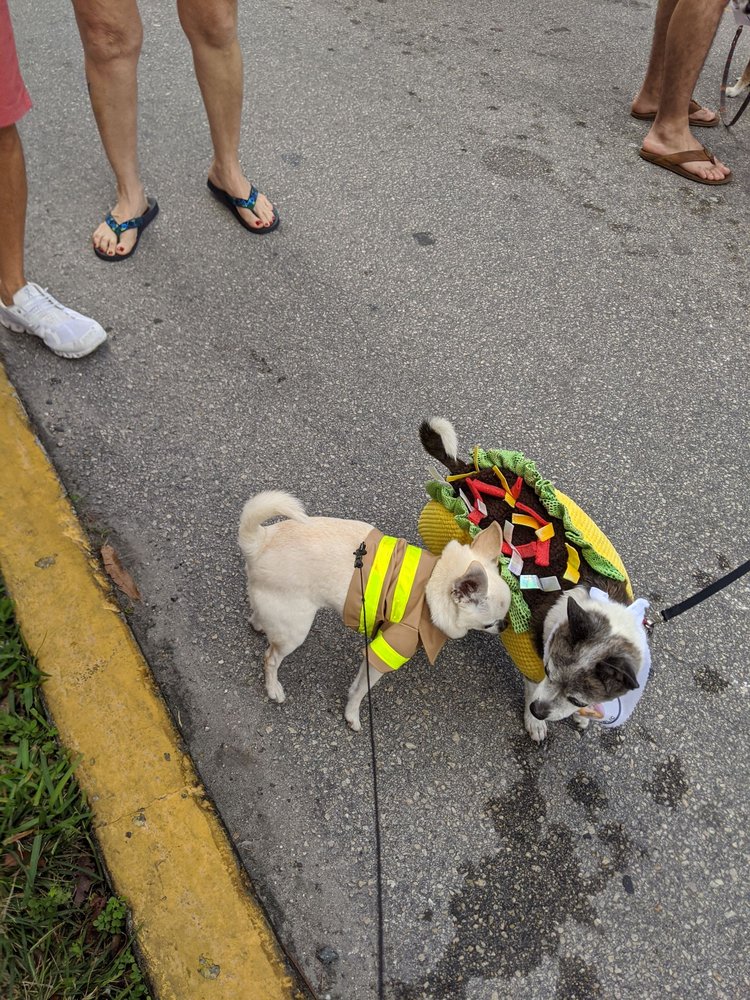 KEY WEST DACHSHUND WALK - 28 Photos - 500 Whitehead St, Key West ...