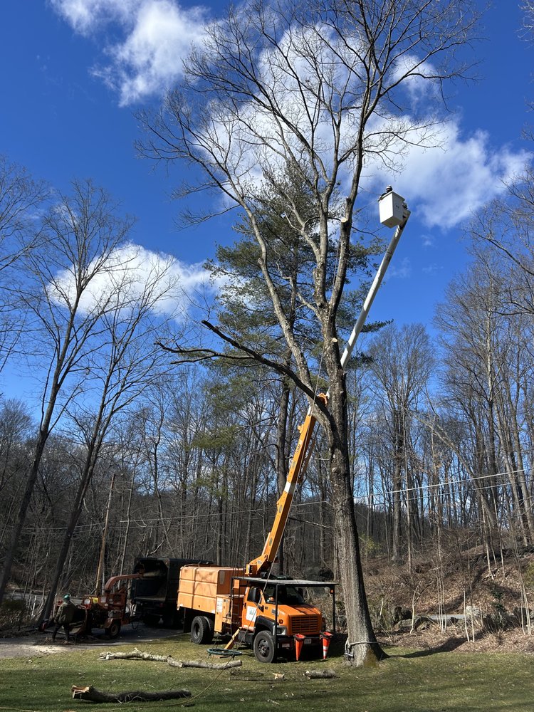 SILVA TREE SERVICE - Updated September 2025 - 29 Photos - 29 Ellis Pl ...