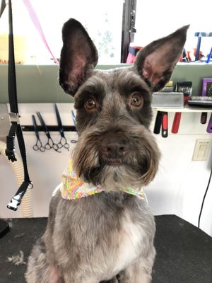 PAWSITIVE STYLE MOBILE GROOMING - Updated August 2025 - 17 Photos ...