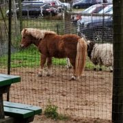 BAYOU WILDLIFE ZOO - 329 Photos & 121 Reviews - Zoos - 5050 FM 517 ...