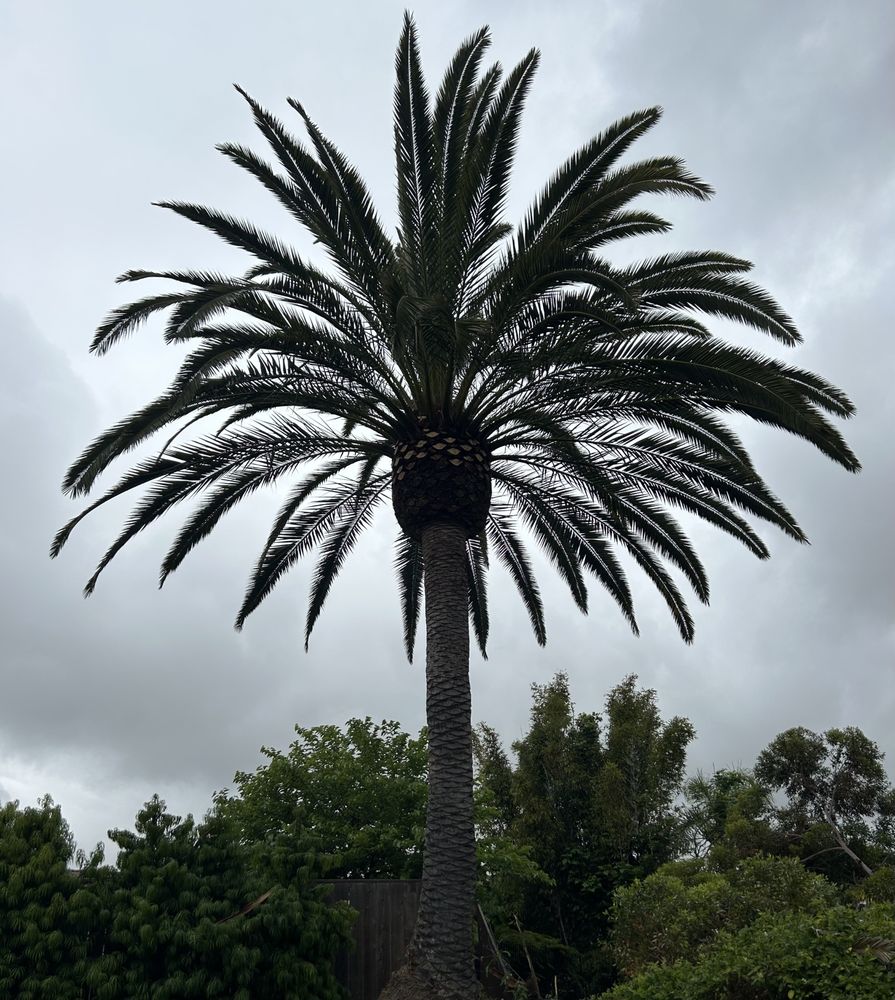 LUNA TREE SERVICE - Updated June 2024 - San Marcos, California - Tree ...