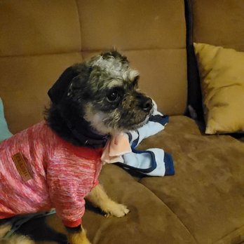 POSH PETS RESCUE - Updated June 2025 - 419 Photos & 272 Reviews - 770 ...
