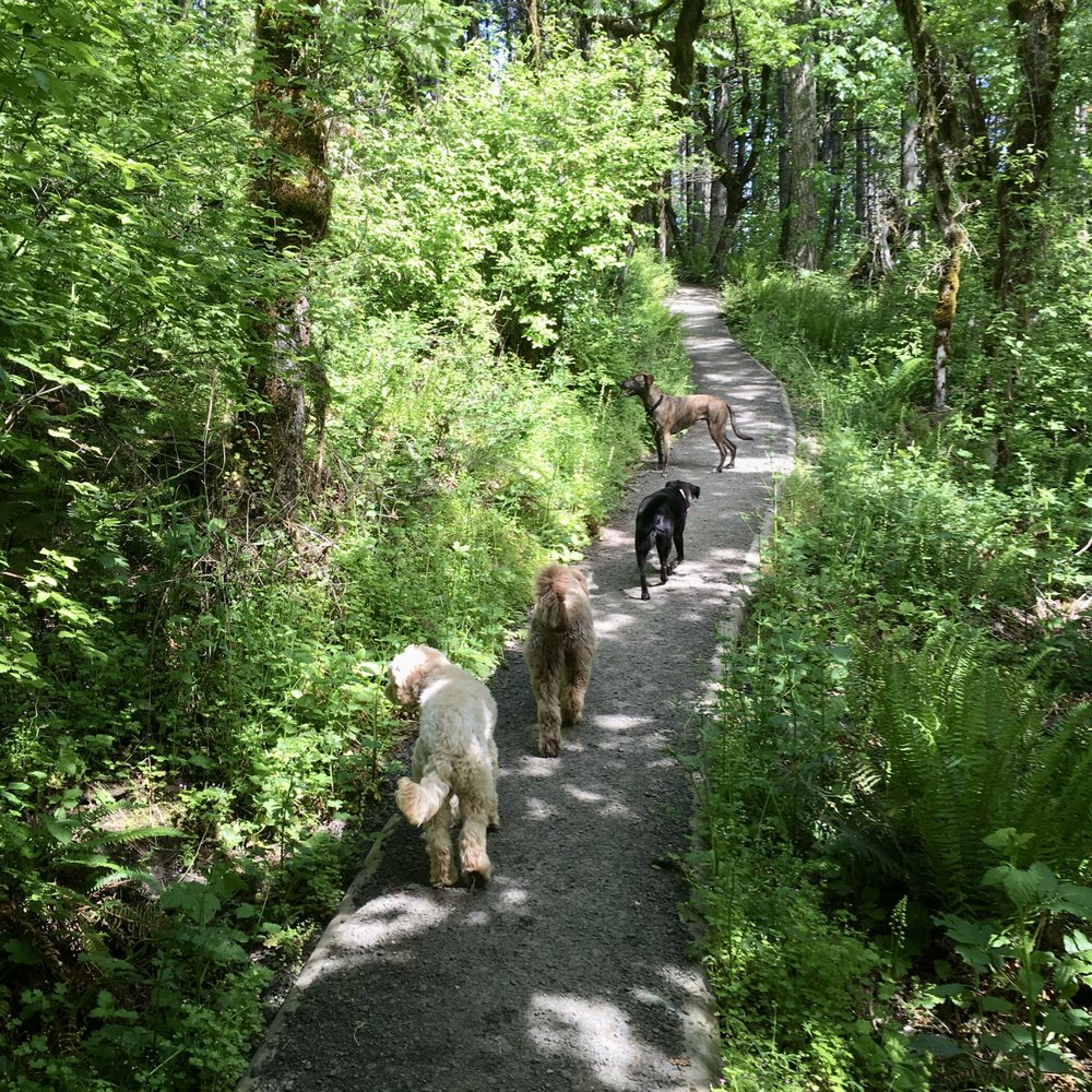 PUP ADVENTURES - Updated May 2024 - Request a Quote - Eugene, Oregon ...