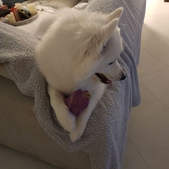 STEVENS ANIMAL HOSPITAL - Updated December 2025 - 35 Photos & 64 ...