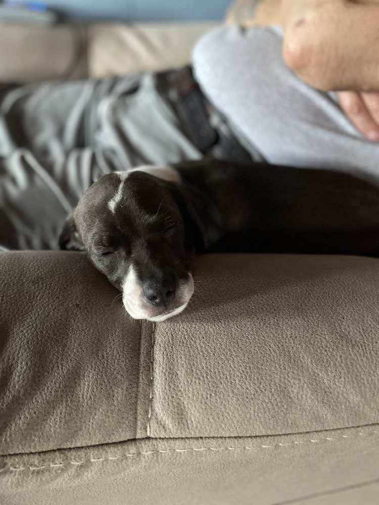 PAWSAFE ANIMAL RESCUE - Updated December 2025 - 33 Photos & 34 Reviews ...