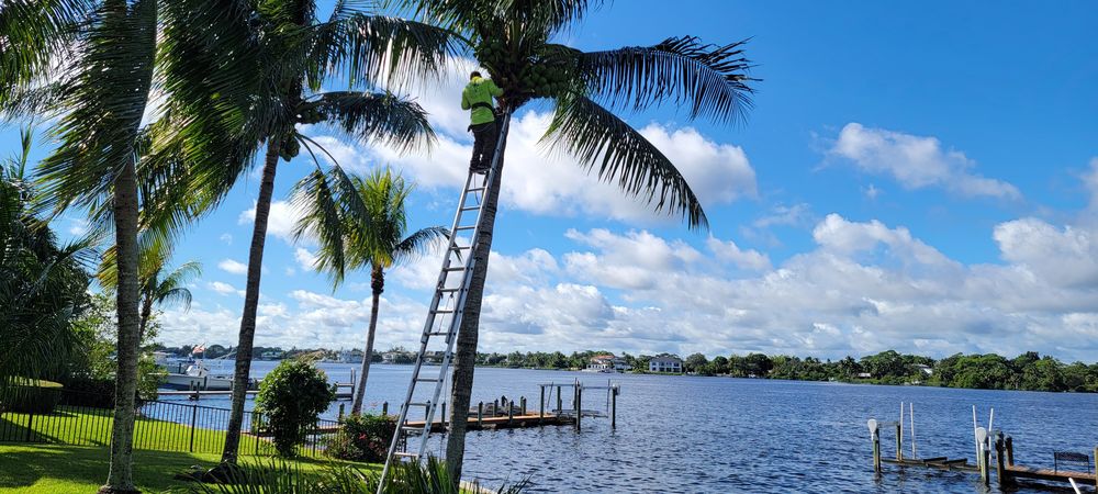 TAMAR PALM & TREE INSTALLATION - Updated July 2024 - 3494 SE Jake Ct ...