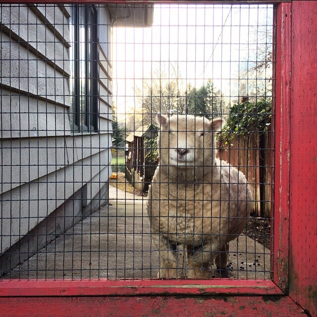 PJS PET RANCH KENNEL - Updated November 2025 - 31 Reviews - 14043 24th ...