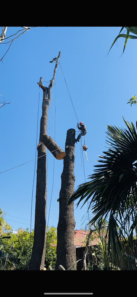 CASTILLO TREE SERVICE - Updated August 2025 - 258 Photos & 188 Reviews ...