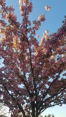 GOOD SAMARITAN REGIONAL MEDICAL CENTER - Updated January 2026 - 19 ...