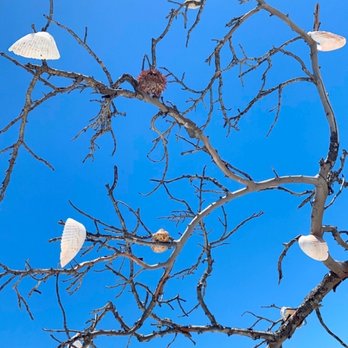 SHELL KEY SHUTTLE - Updated October 2025 - 81 Photos & 39 Reviews - 801 ...