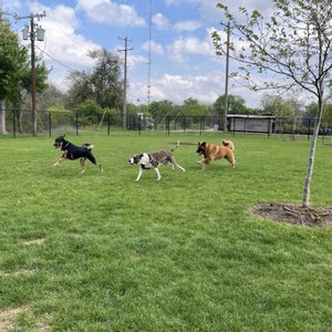 COPPELL DOG PARK - Updated February 2025 - 28 Photos & 30 Reviews - 400 ...