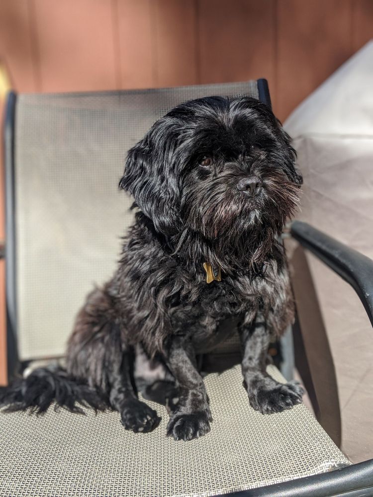 FLUFFY PUPPY PET GROOMING - 50 Photos & 72 Reviews - 3899 Main St ...