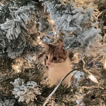 AGOURA ANIMAL CARE CENTER - Updated January 2026 - 163 Photos & 110 ...