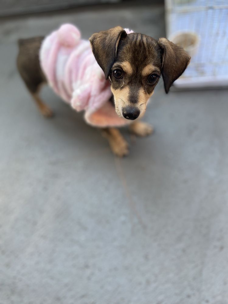 PAW WORKS - Updated October 2025 - 63 Photos & 115 Reviews - 180 W ...